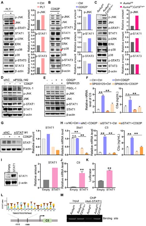 Platelets Regulate Jnk Stat1 Signaling And Drive C5 Transcription In A