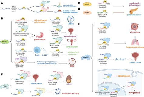 Frontiers Vital Roles Of M5c Rna Modification In Cancer And Immune