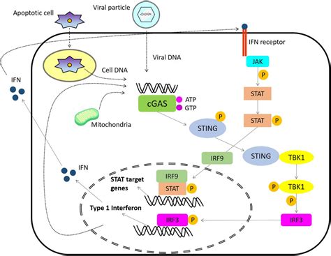 Schematic Overview Of Cgas Sting Pathway Download Scientific Diagram