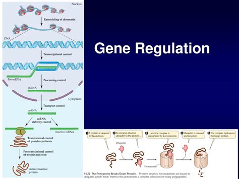 Ppt Introduction To Molecular Cell Biology Transcription Regulation