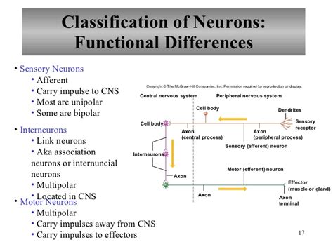 chapter 10 nervous system i basic structure and function