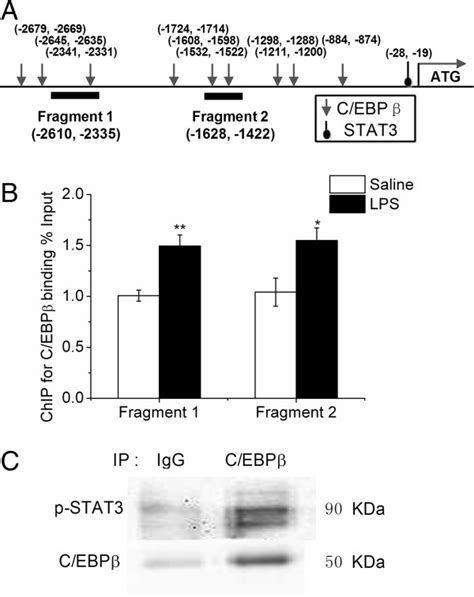 Schematic Structure Of Chicken Fto Gene Promoter A C Ebpβ Binding To