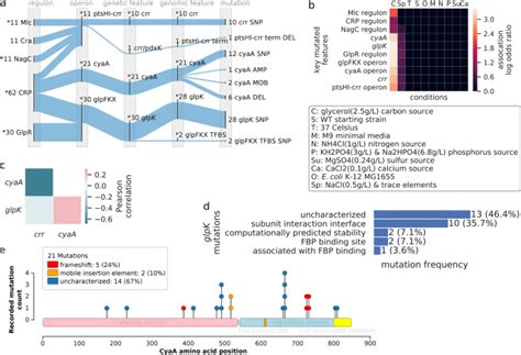 Causal Mutations From Adaptive Laboratory Evolution Are Outlined By