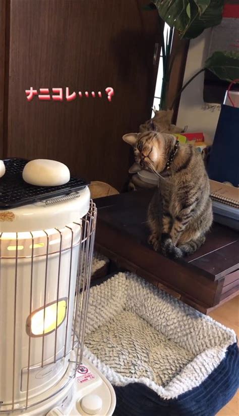 お餅が不思議すぎる猫ちゃん、首をぎゅーんとかしげて…… ハテナいっぱいな姿に「そこまで首曲がるのw」「可愛すぎ」 ねとらぼ