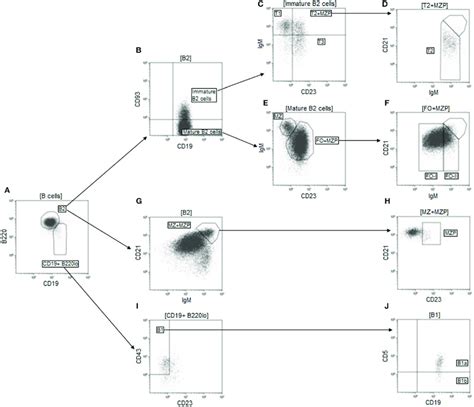Gating Strategy Used For Identification Of The Main B Cell Subsets