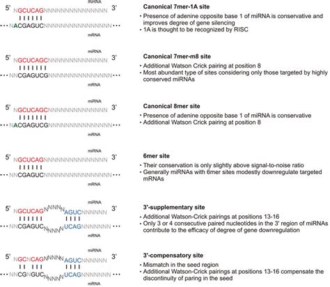 Types Of Mirna Mrna Interactions Different Classes Of Mirna Target