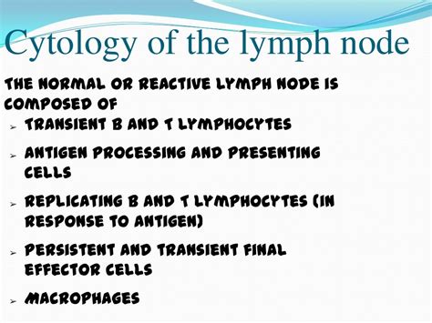 Anatomy Of Lymph Node