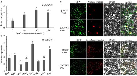 Relative Expression Levels And Subcellular Localization Of Cscipk6 A