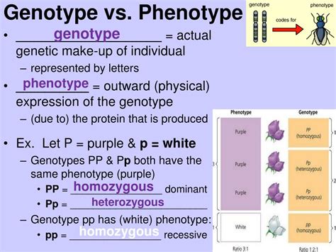 Ppt Unit 6 Genetics And Heredity Ch 8 Heredity And Ch 11 Human