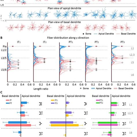 The Dendritic Spreading Pattern Of Layer 5 Pyramidal Neurons In Motor