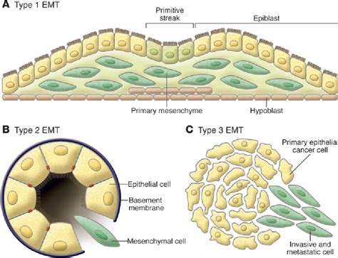 Epithelial To Mesenchymal Transition Semantic Scholar