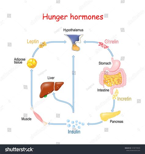 Hunger Hormones Insulin Ghrelin Incretin And Leptin Vector