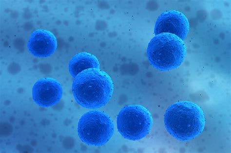 Multipotent Stem Cells Vs Pluripotent Stem Cells Dr Olivier Clinic