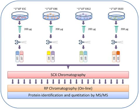 Experimental Design Of Proteome Analysis Of Hescs Using Itraq Labeling