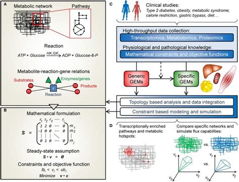 An Overview Of Human Genome Scale Metabolic Models Gems And Their