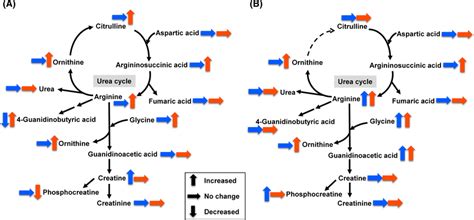 Overview Of Arginine Metabolism In Plasma A And Brain B Of R6 2