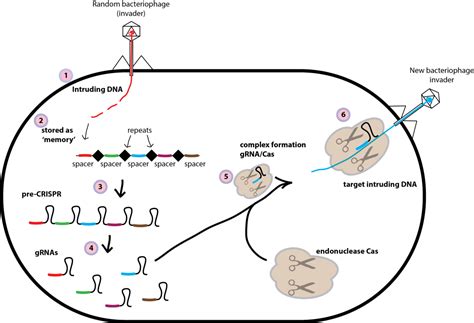 Crispr Cas9 Explained Simply A Powerful Dna Cutter Ivory Embassy