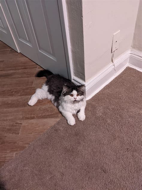 My First Kitty Meet Nimbus I Love Him So Much Already 😍 R Cats
