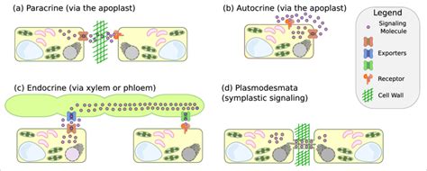 Modes Of Intercellular Signalling A Paracrine Signalling Where