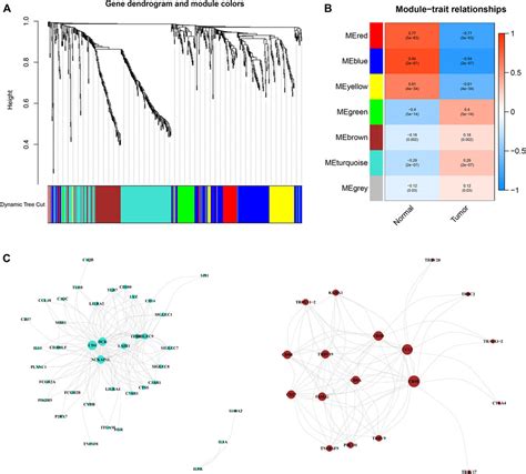 Frontiers Identification Of An Immune Related Gene Prognostic Index