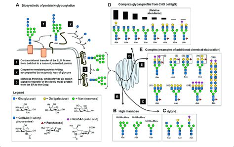 Overview Of Mammalian N Glycosylation A Step 1 The Llo 14 Mer