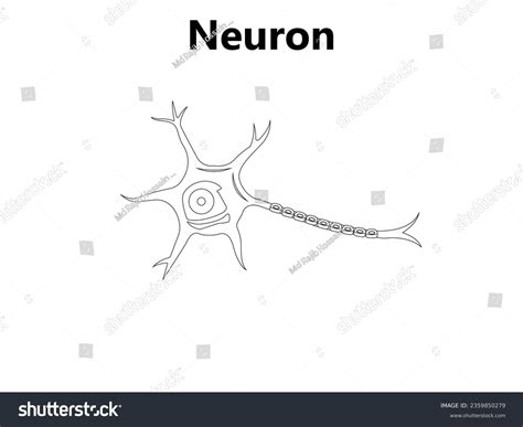 Human Neuron Structure Brain Neuron Cell Royalty Free Stock Vector