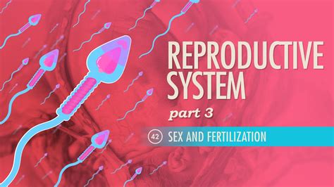 reproductive system part 3 sex and fertilization crash