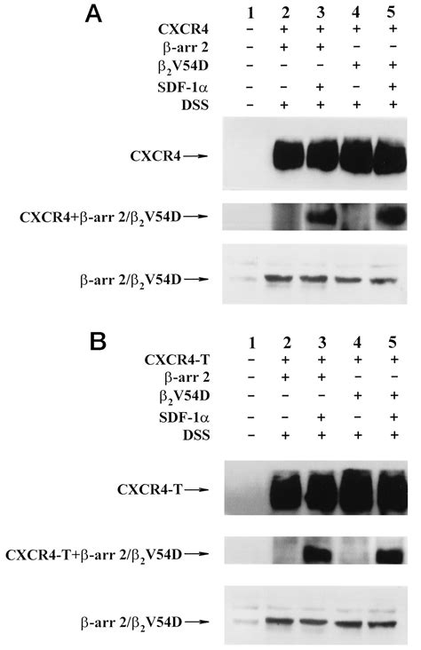 β Arrestin Differentially Regulates The Chemokine Receptor Cxcr4