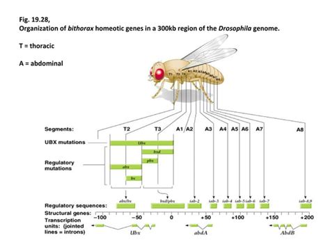 Drosophila Melanogaster Genome And Its Developmental Process Ppt