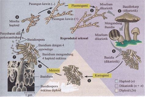 Pengetahuan Bahan Pangan Jamur Kancing