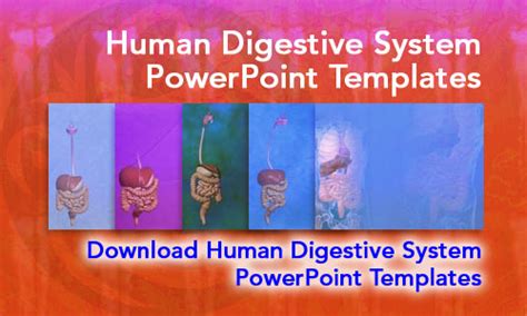 Human Digestive System Medicine Powerpoint Templates