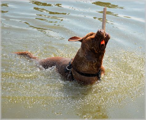 go fetch javascript fetch api art logic custom