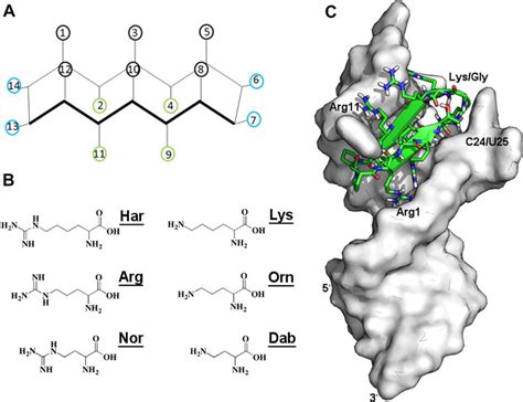 A Tar Binding Cyclic Peptides Adopt An Anti Parallel Sheet Structure