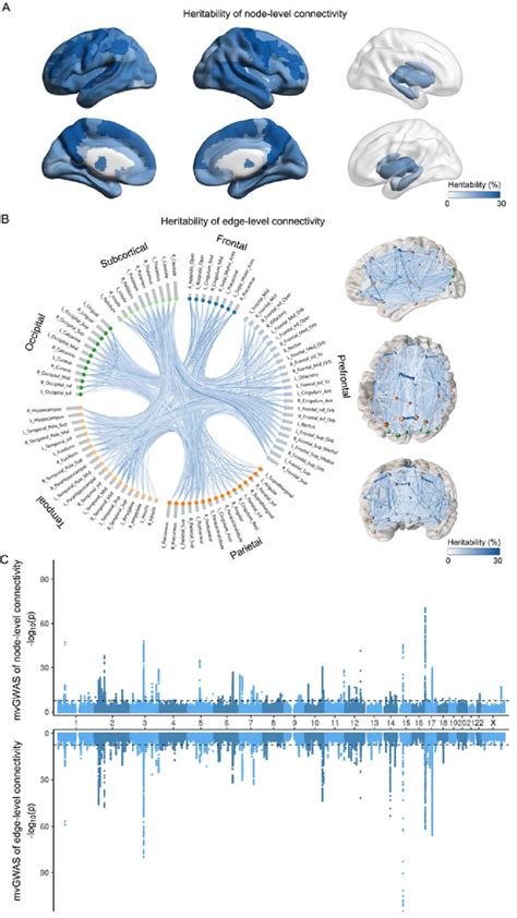 Snp Based Heritability And Multivariate Gwas Analyses Of Node Level