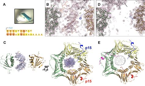 Figure 1 From P15paf Binding To Pcna Modulates The Dna Sliding Surface