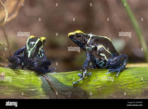 Close Up Of Two Dyeing Poison Dart Frogs Dendrobates Tinctorius Stock