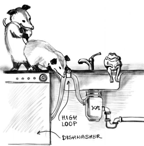 dishwasher contamination part i the high loop spot on
