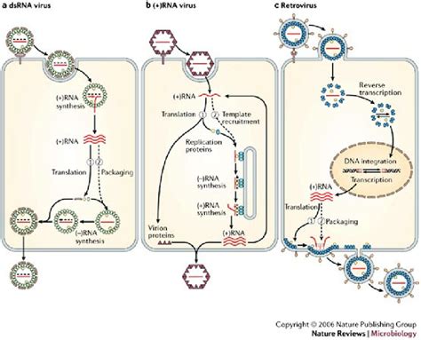 Replication Strategies Of Different Kinds Of Rna Viruses Are Shown A
