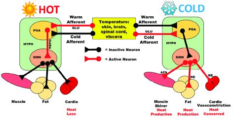 Simplified Representation Of The Mammalian Thermoregulatory System