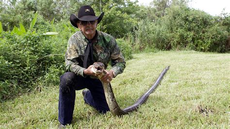 16 foot python nest removed from under house in everglades
