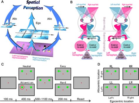 Schematic Of Spatial Perception Based On Egocentric And Allocentric