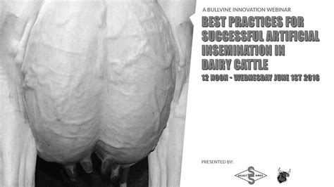 Best Practices For Successful Artificial Insemination In Dairy Cattle