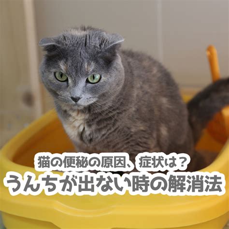 【獣医師監修】猫の便秘の原因、症状は？うんちが出ない時の解消法