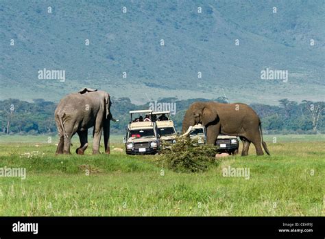Los Turistas De Safari Viendo Dos Elefantes Loxodonta Africana