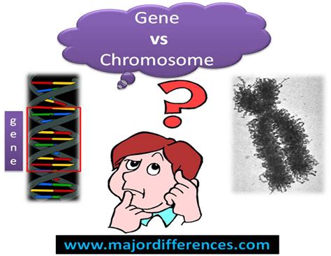 Difference Between Dna Gene And Chromosome