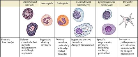 Human Physiology Immune System