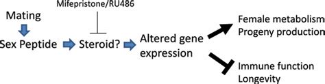 Model In Drosophila Females Mating And Male Sex Peptide Cause
