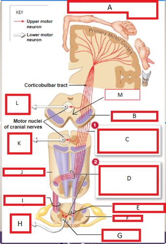 Sensory Pathways And The Somatic Nervous System Flashcards Quizlet