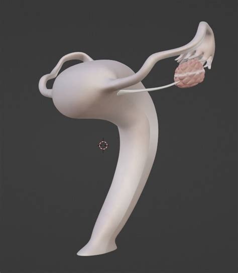 3d Model Of Female Reproductive System 3d Model Cgtrader