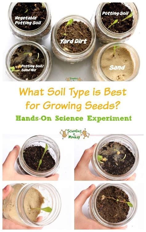 Seed Germination Experiment 1000 Easy Science Science Experiments